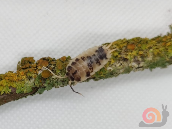 Schneckenpost - Panda Assel (Porcellio laevis)