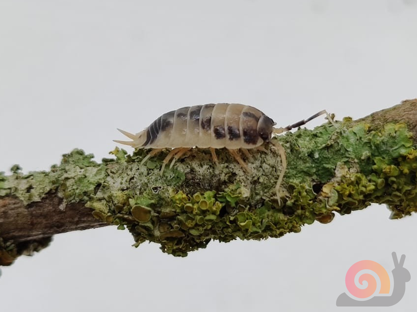 Schneckenpost - Panda Assel (Porcellio laevis)