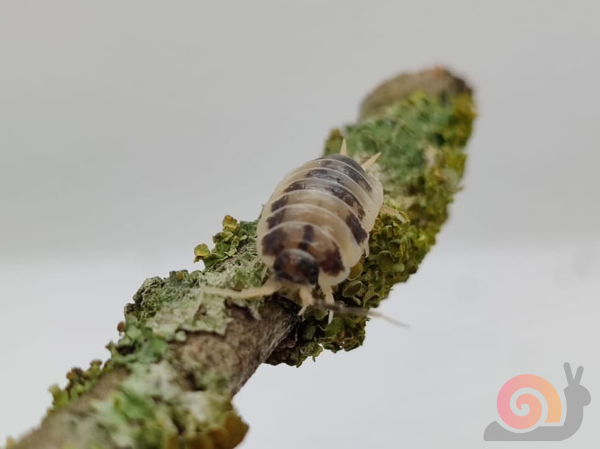 Schneckenpost - Panda Assel (Porcellio laevis)